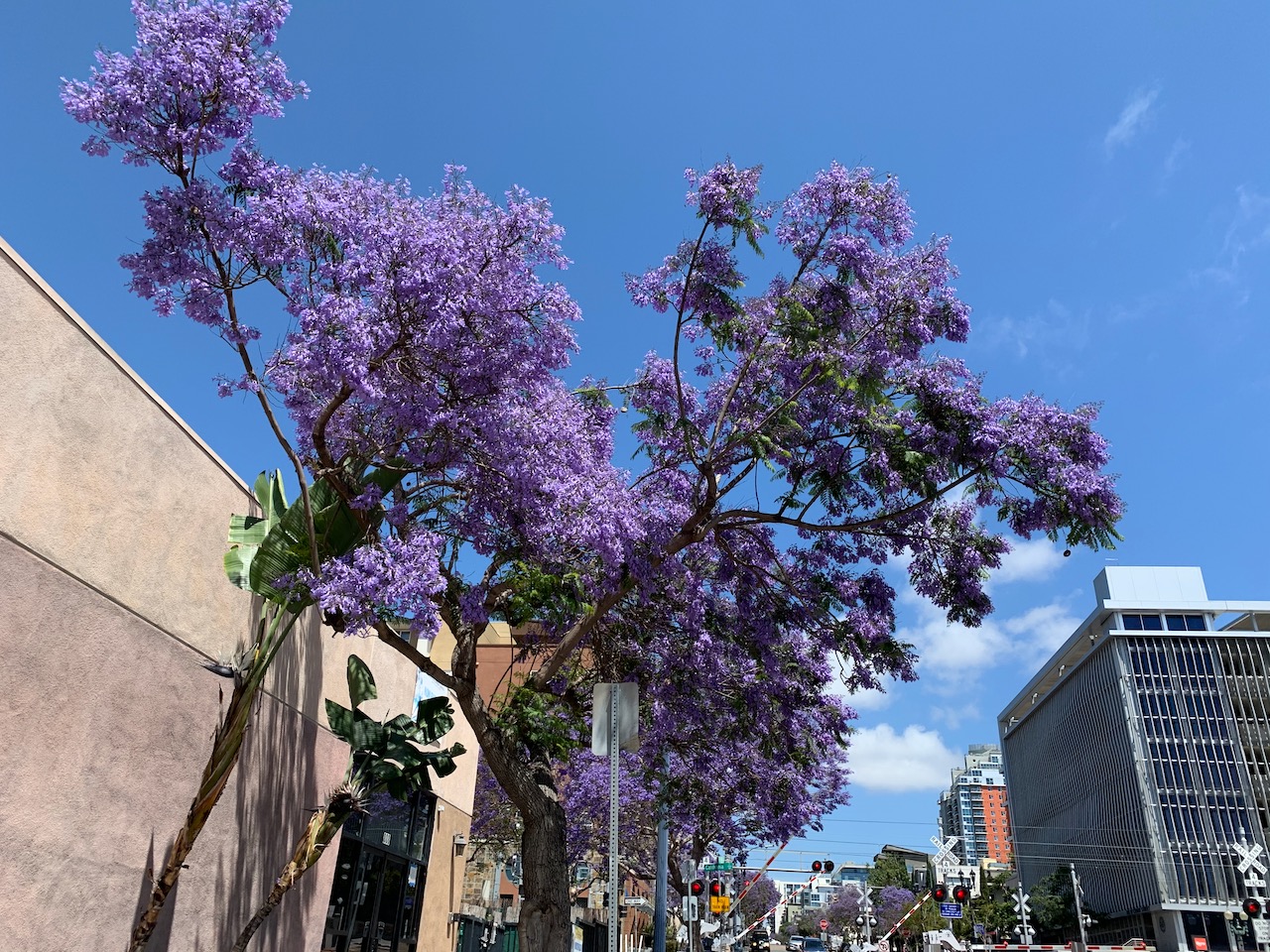 jacaranda – 1 (10) – Sunburned Fedora