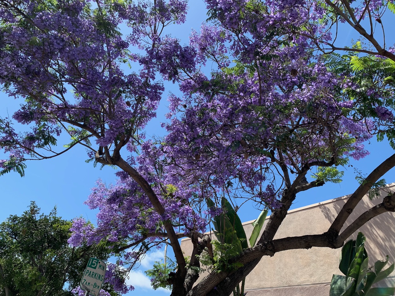 jacaranda – 1 (6) – Sunburned Fedora